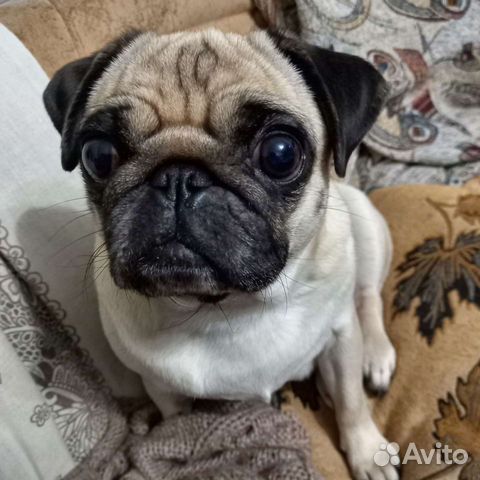 Вязка для мопса