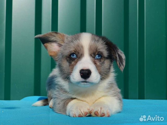 Классный мальчишка кардиган