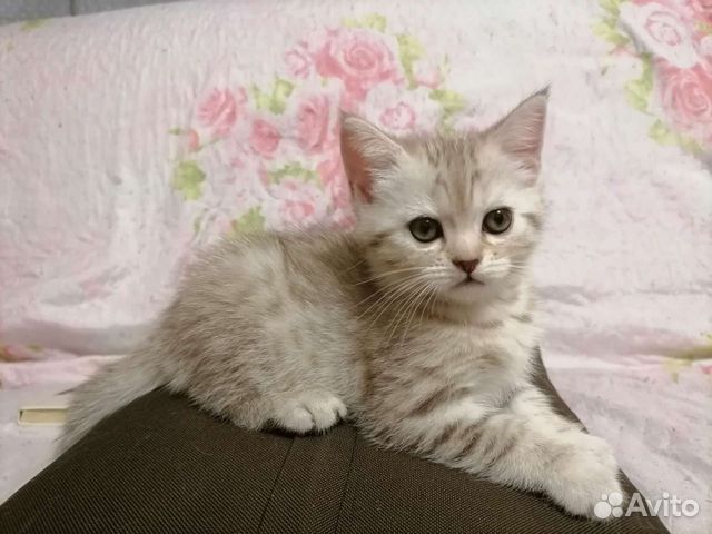 Шотландские котята
