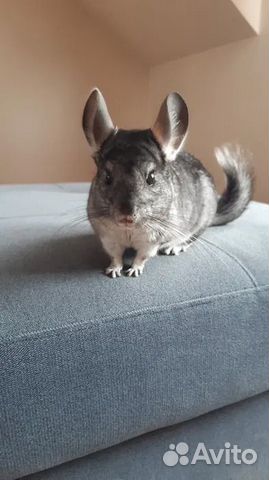 Шиншилла в хорошие руки клетка
