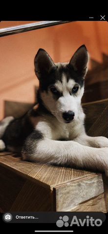 Сибирский хаски