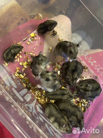 Джунгарский хомяк отдадим бесплатно, писать в вайб