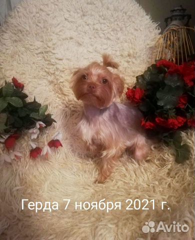 Отдадим в любящие руки Йоркширского терьера