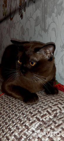 Кошки