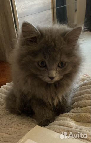 Котёнок