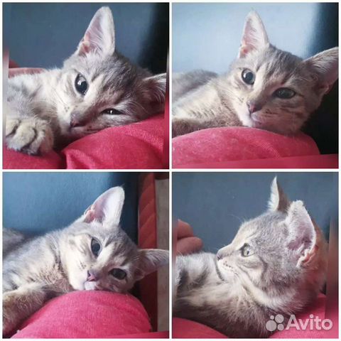 Котята, котёнок София нежная малышка