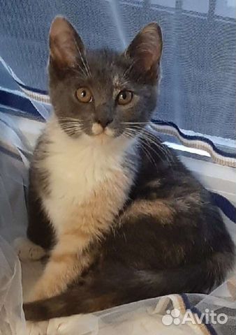 Котенка выгоняют из дома
