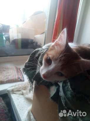 Котёнок Васятка