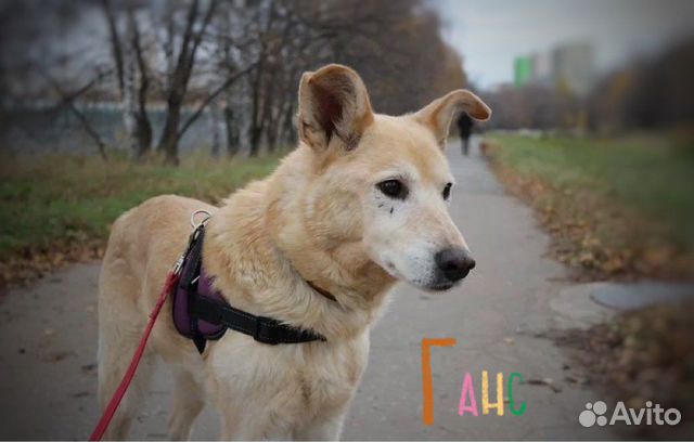 Чудесный пес ищет семью на дожитие