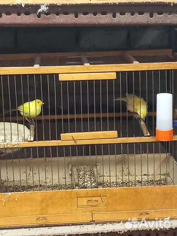 Кенара поющие