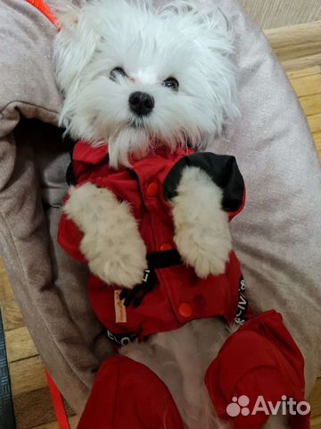 Мальтезе вязка мальчик