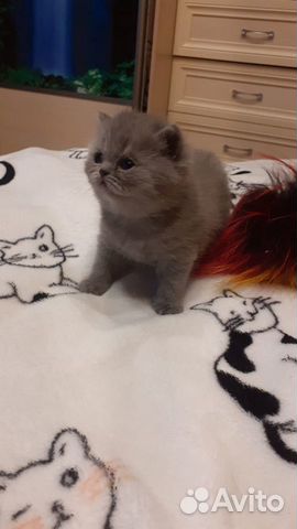 Британская девчушка