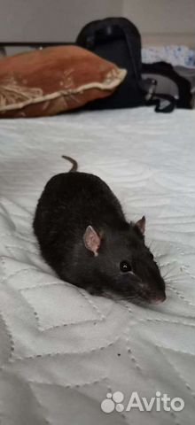 Декоративная крыса