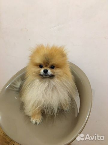Померанский шпиц мини мальчик
