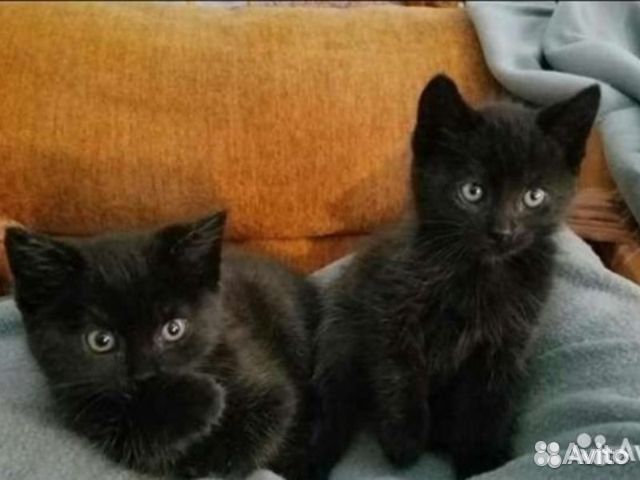 Черные котята в дар