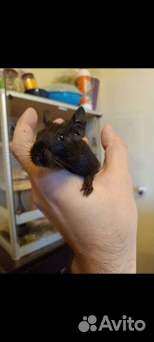 Белка дегу черный