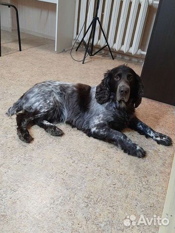 Найдена собака Спаниель