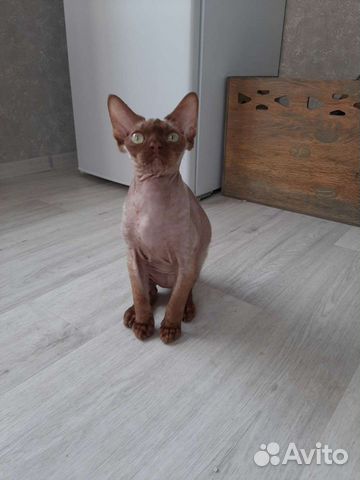 Девон-рекс котята