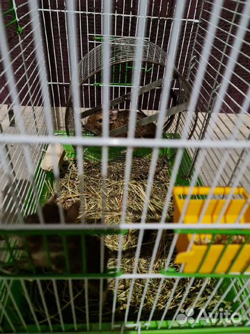 Чилийские белка дегу Пинки и Брэйн (пара)