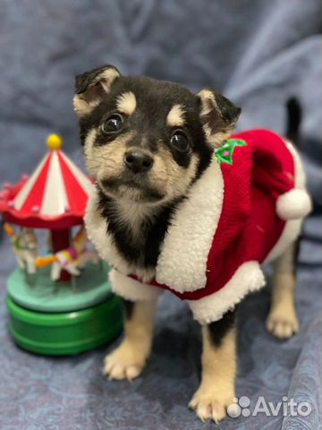 Щенок в добрые руки бесплатно