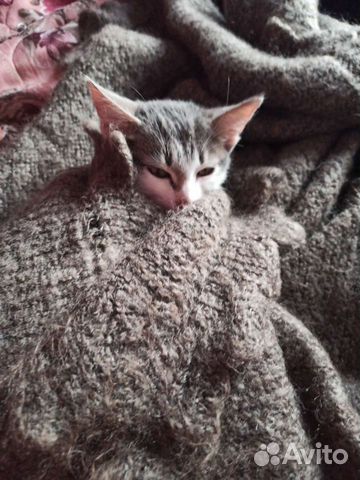 Котенок девочка бесплатно