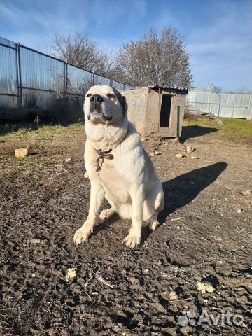 Среднеазиатская овчарка алабай сао