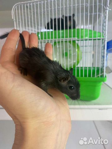 Песчанка