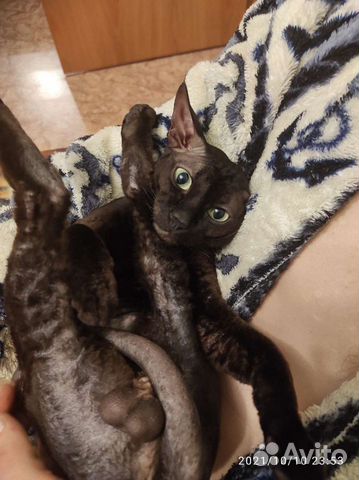 Кот в сапогах