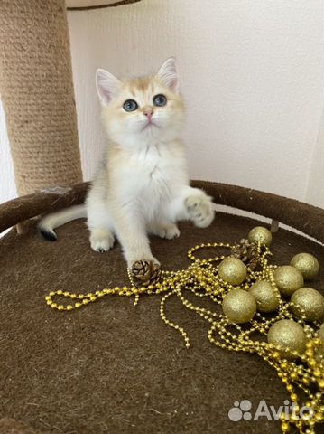 Очаровательная леди Fifi BRIny11