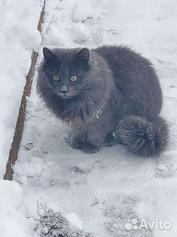 Сибирская кошка бесплатно