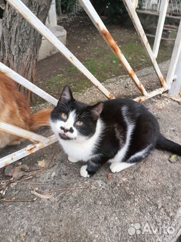 Кошка в дар