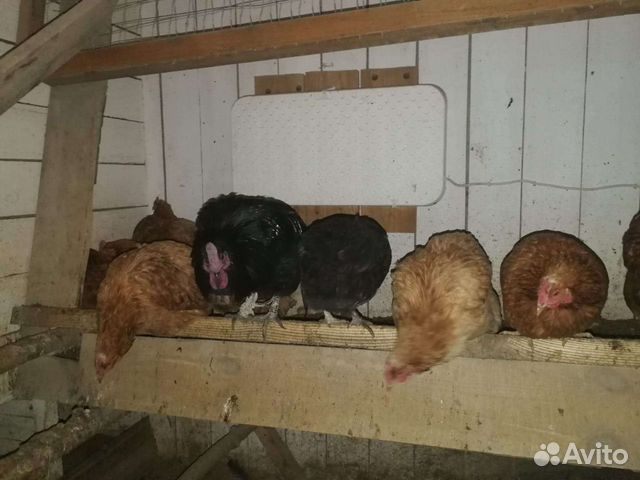 Куры несушки продам