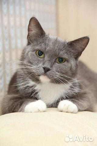 Русская голубая кошечка ждет вас