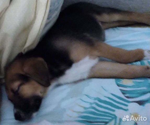 Щенкок немецкой овчарки