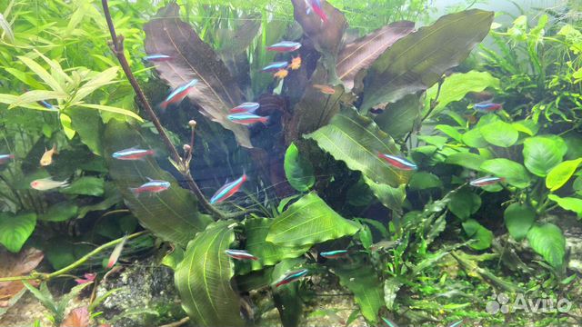 Эхинодорус