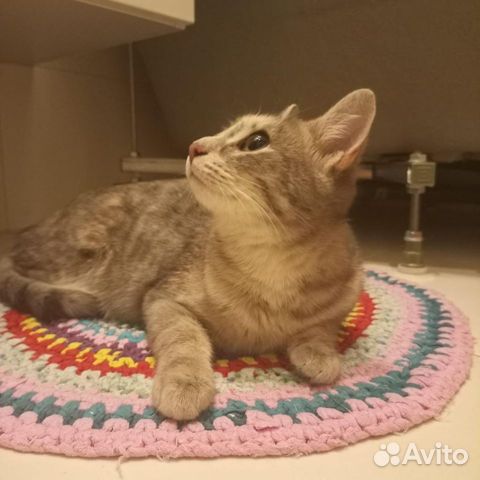 Кошечка в добрые руки