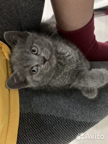 Шотландская кошечка