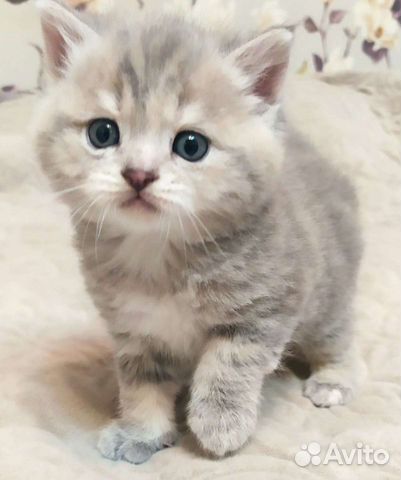 Шотландский котенок