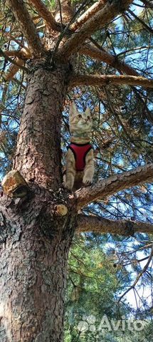 Кот для вязки бесплатно