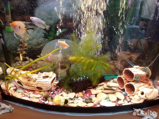 Аквариум с рыбками