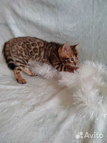 Барт bengal