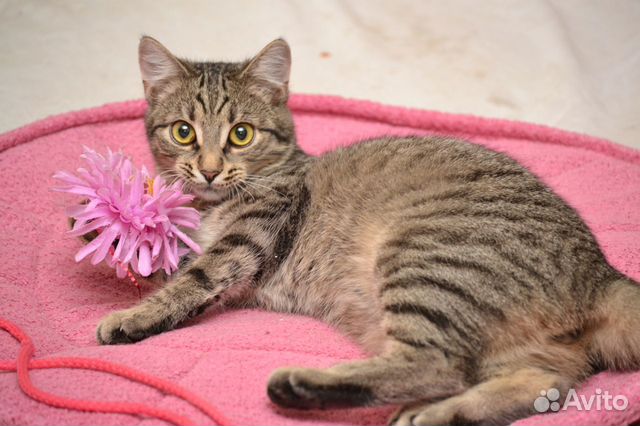 Отдам в хорошие руки котика - подростка