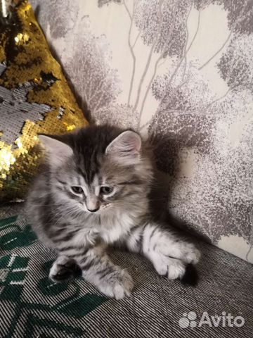 Кошки в добрые руки