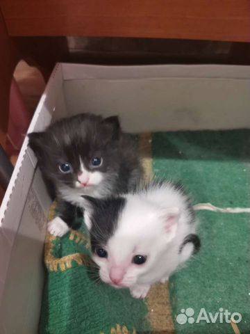 Котятки в добрые руки