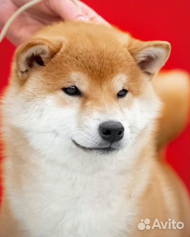 Сиба ину