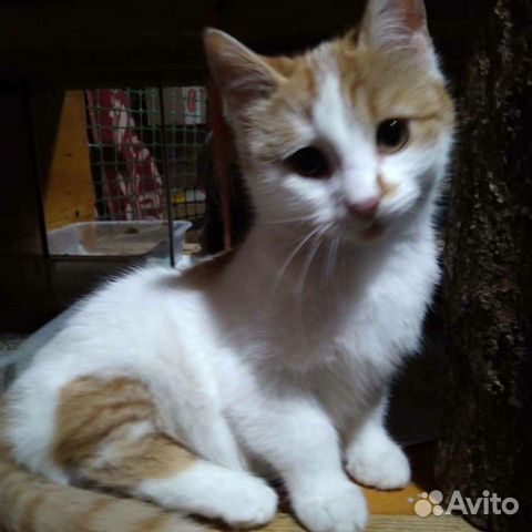 Кошка