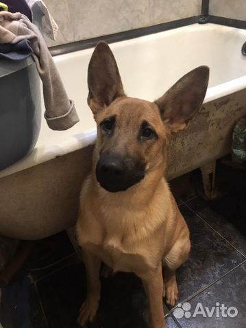 Собака в добрые руки