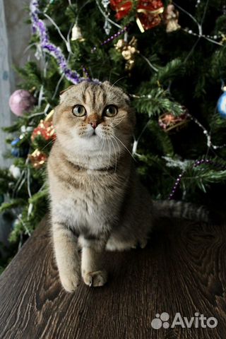 Зеленоглазая вислоухая девчуля