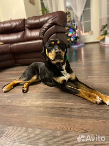 Собака ищет семью