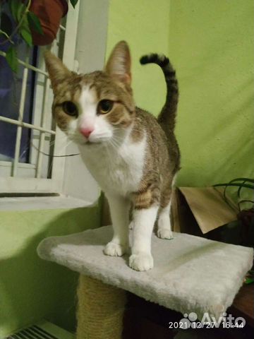 Котик